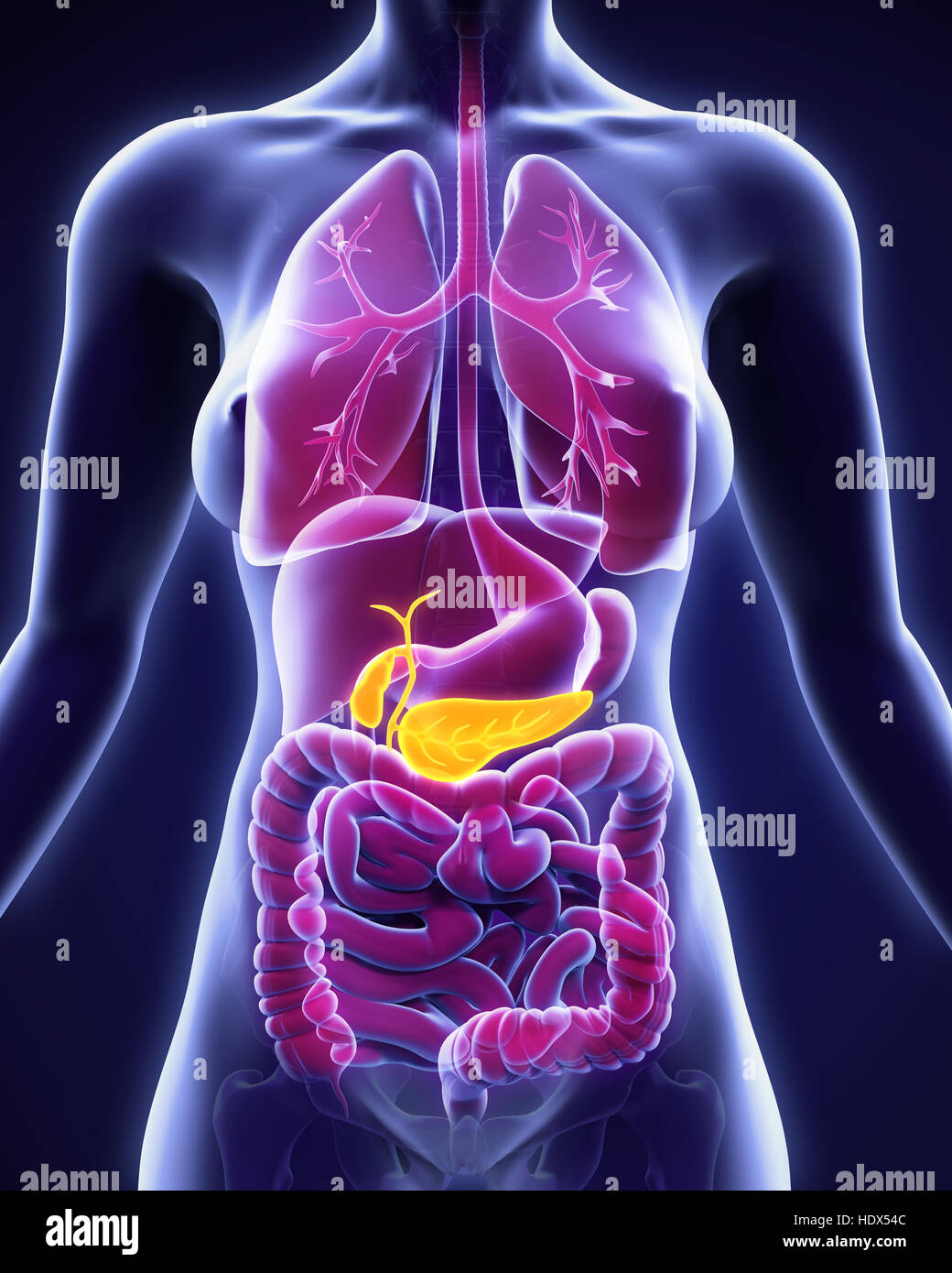 Menschliche Gallenblase und Bauchspeicheldrüse Anatomie Stockfotografie ...