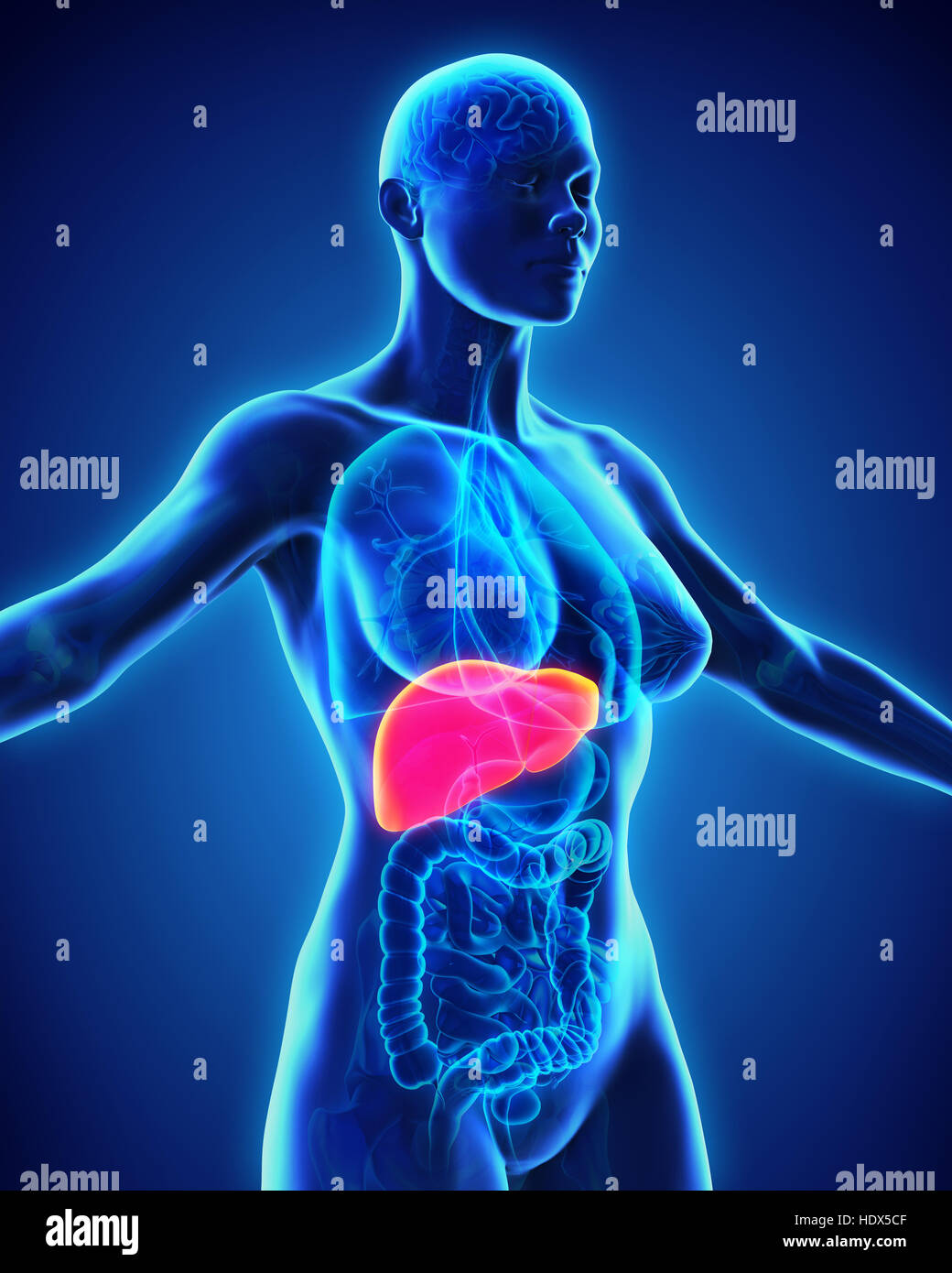 Weibliche leberanatomie -Fotos und -Bildmaterial in hoher Auflösung – Alamy