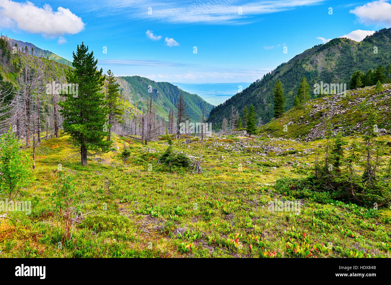 Sibirien flora -Fotos und -Bildmaterial in hoher Auflösung – Alamy