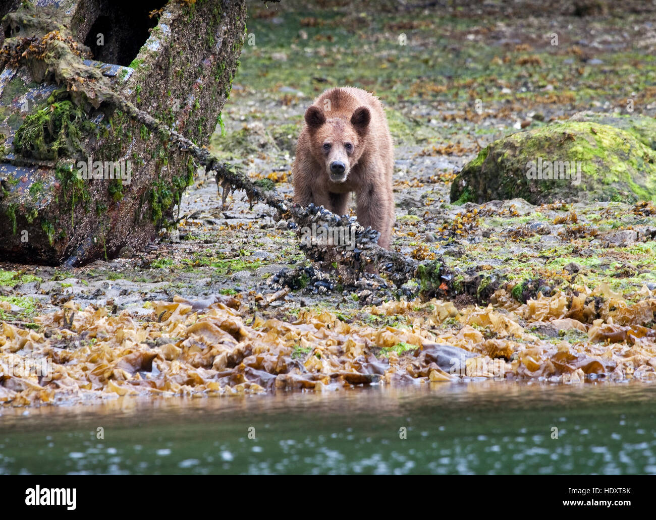 Bear Adolescent Grizzly Bear Stockfotos und -bilder Kaufen - Alamy
