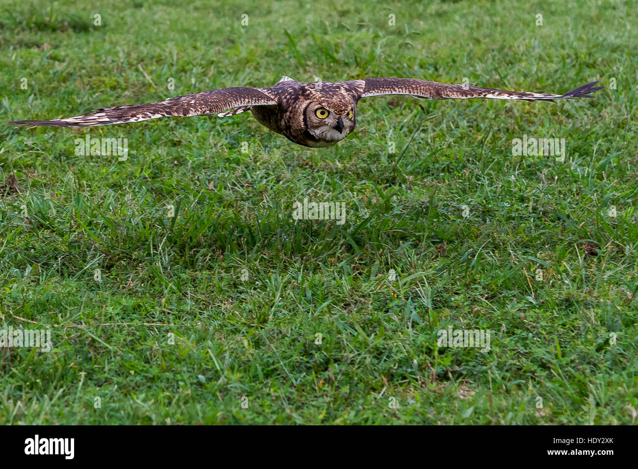 Asiatische Eulen Stockfotos und -bilder Kaufen - Alamy