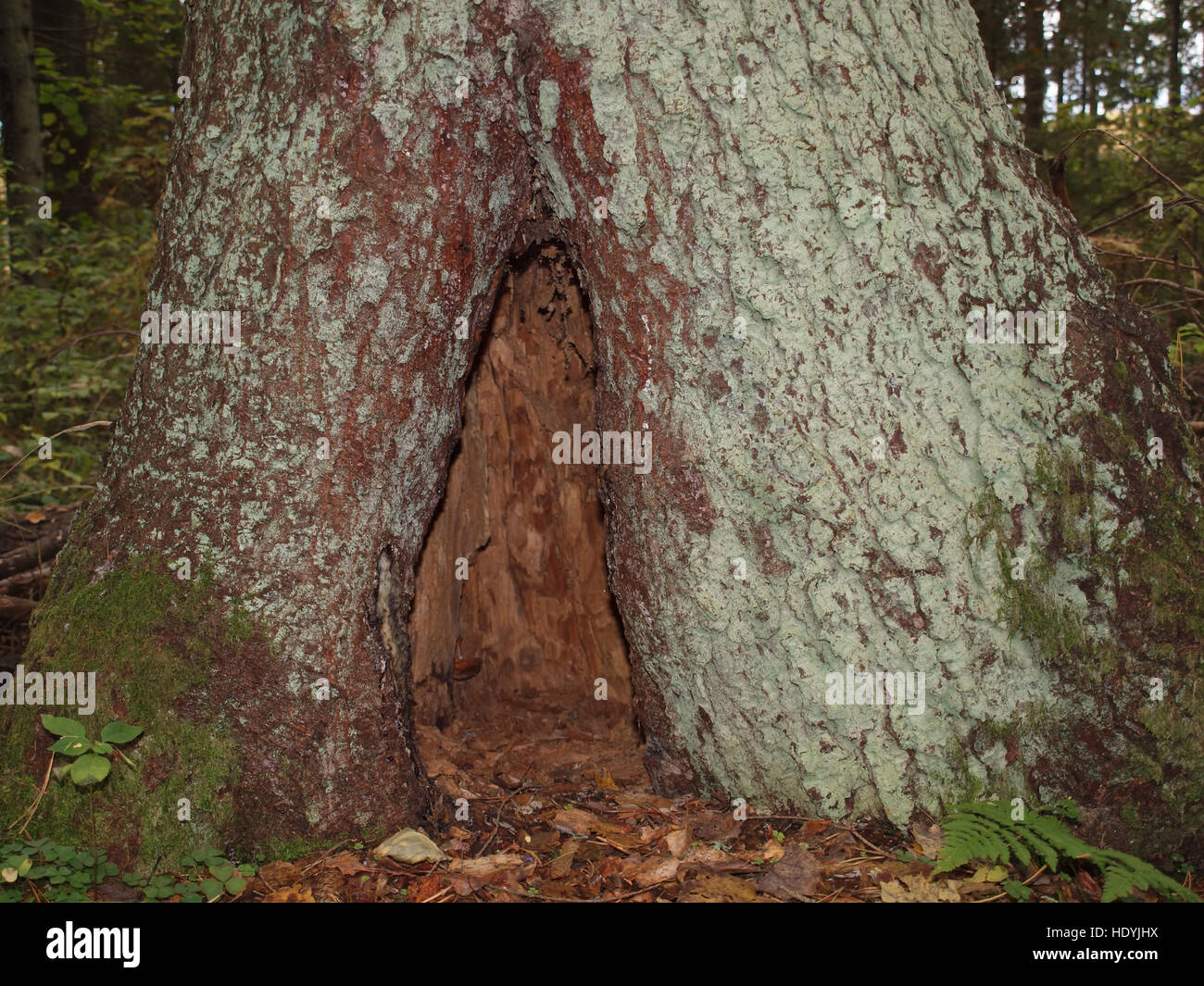 Hohle fichte -Fotos und -Bildmaterial in hoher Auflösung – Alamy