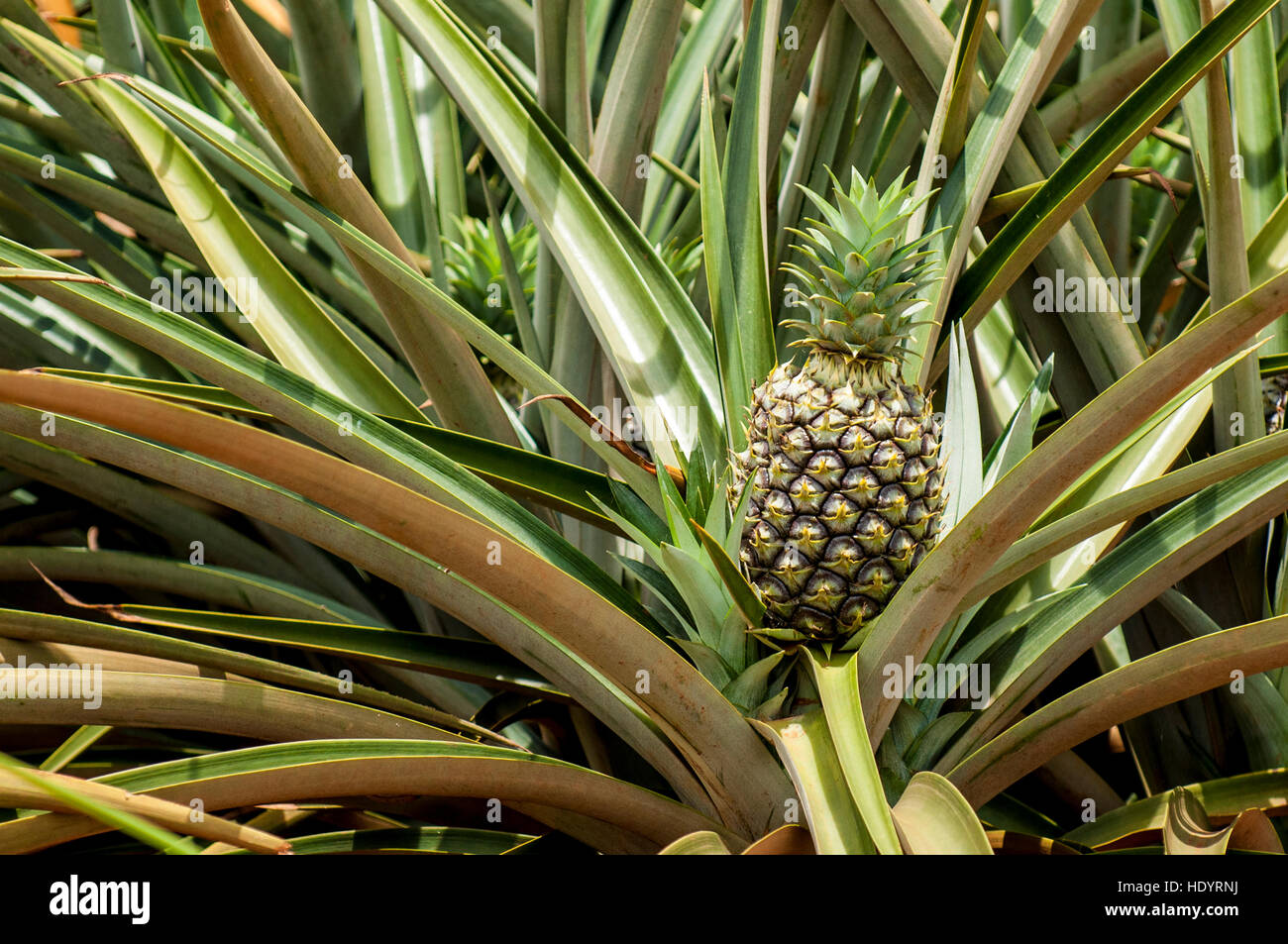 Hawaiian Pineapple Plantation Stockfotos und -bilder Kaufen - Alamy