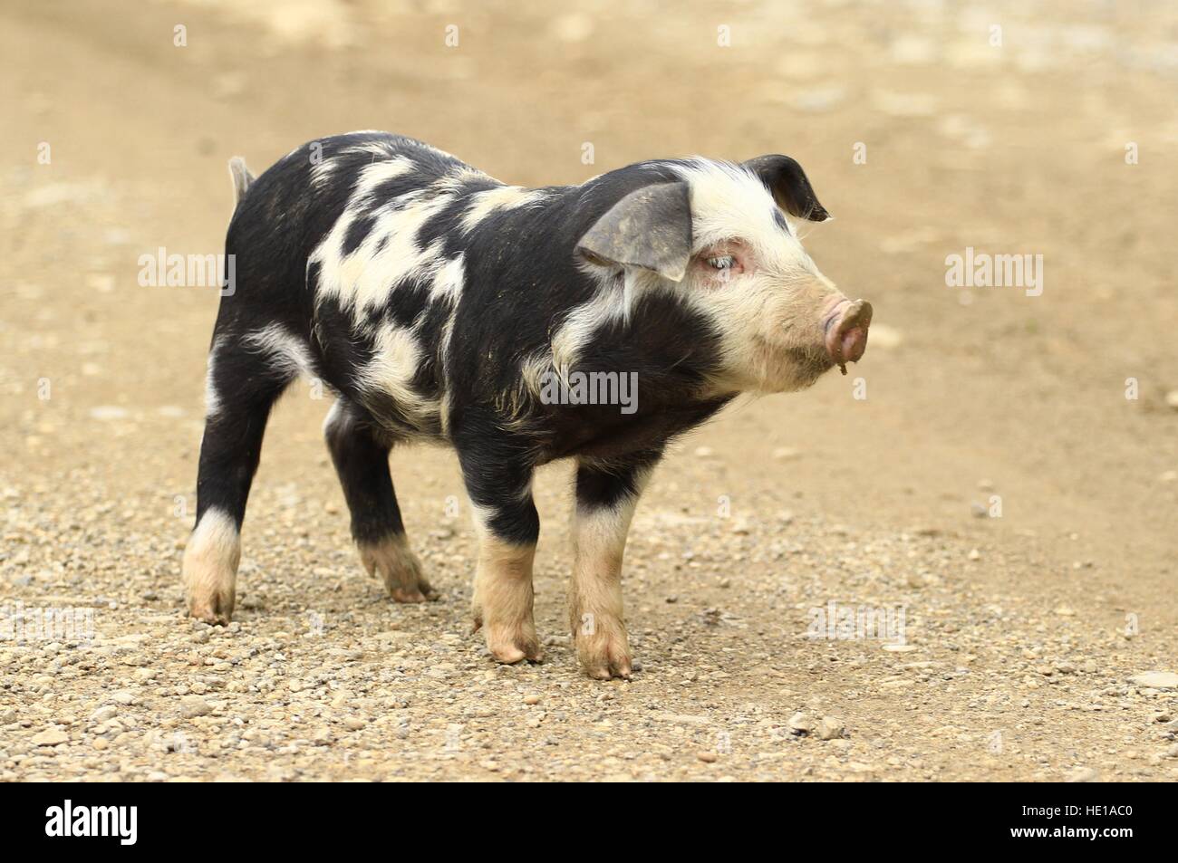 Baby Pig Stockfotos und -bilder Kaufen - Alamy