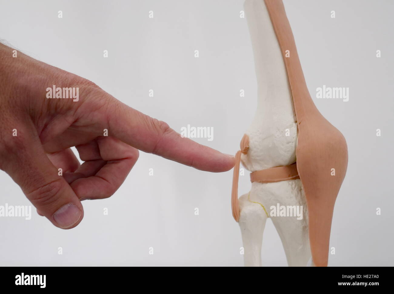 Knie anatomie bänder -Fotos und -Bildmaterial in hoher Auflösung – Alamy