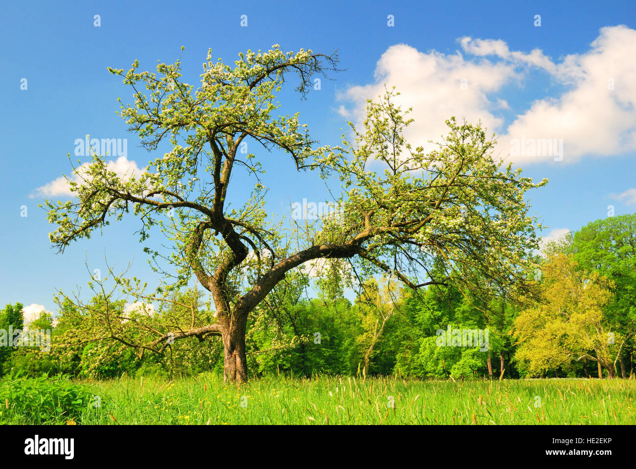 Krummer apfelbaum -Fotos und -Bildmaterial in hoher Auflösung – Alamy