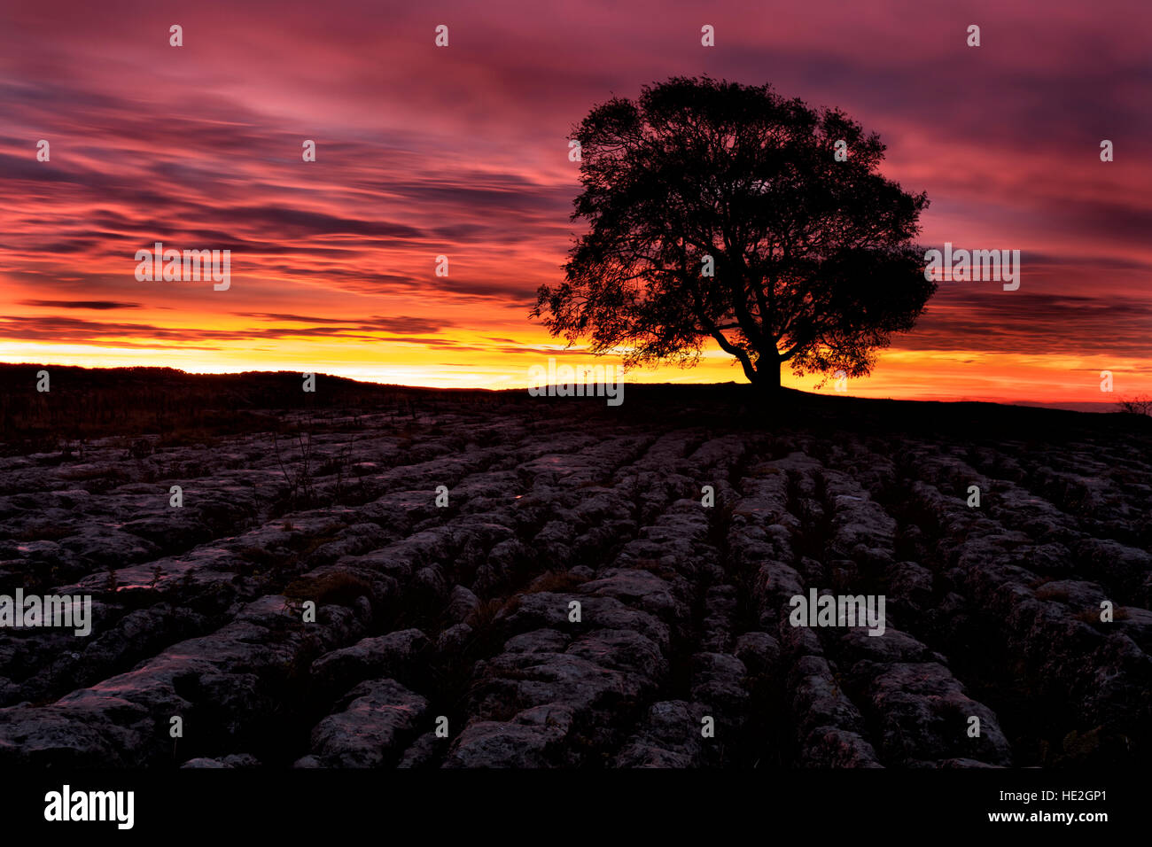 Windgepeitschter einsamer baum -Fotos und -Bildmaterial in hoher ...
