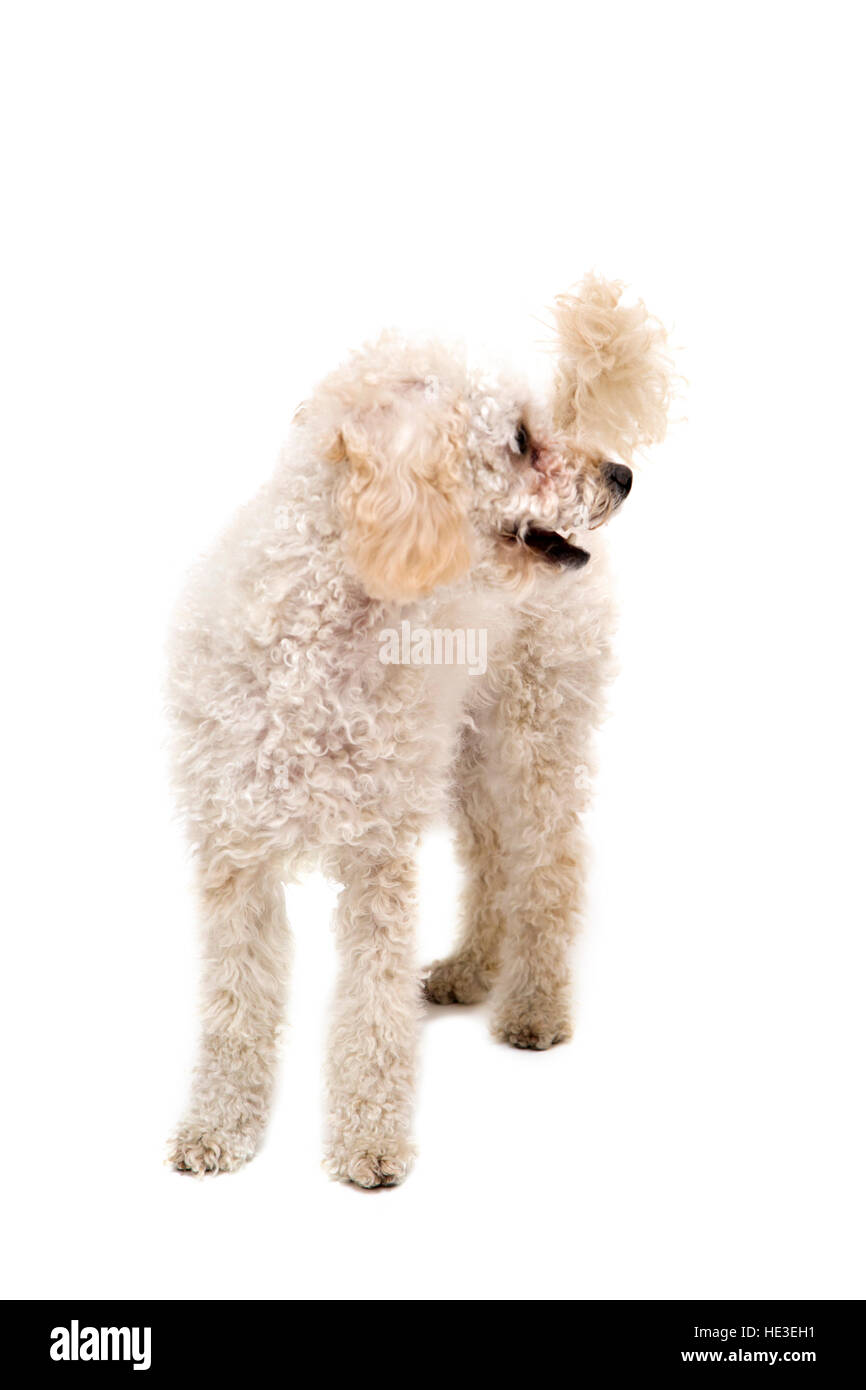 Pudel isoliert -Fotos und -Bildmaterial in hoher Auflösung – Alamy