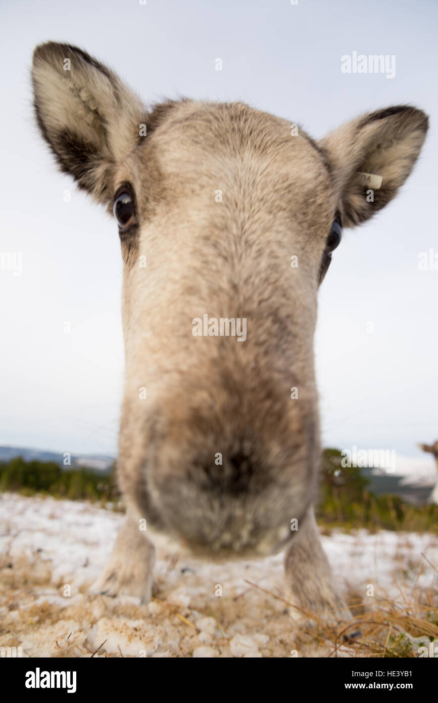 Rentier rudolf -Fotos und -Bildmaterial in hoher Auflösung – Alamy