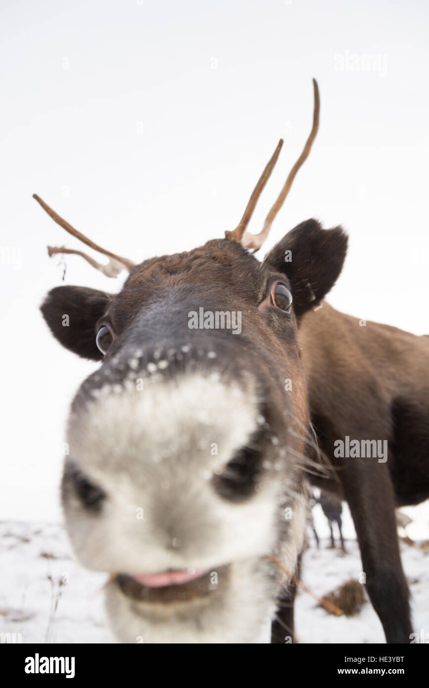 Rudolf der rentier -Fotos und -Bildmaterial in hoher Auflösung – Alamy