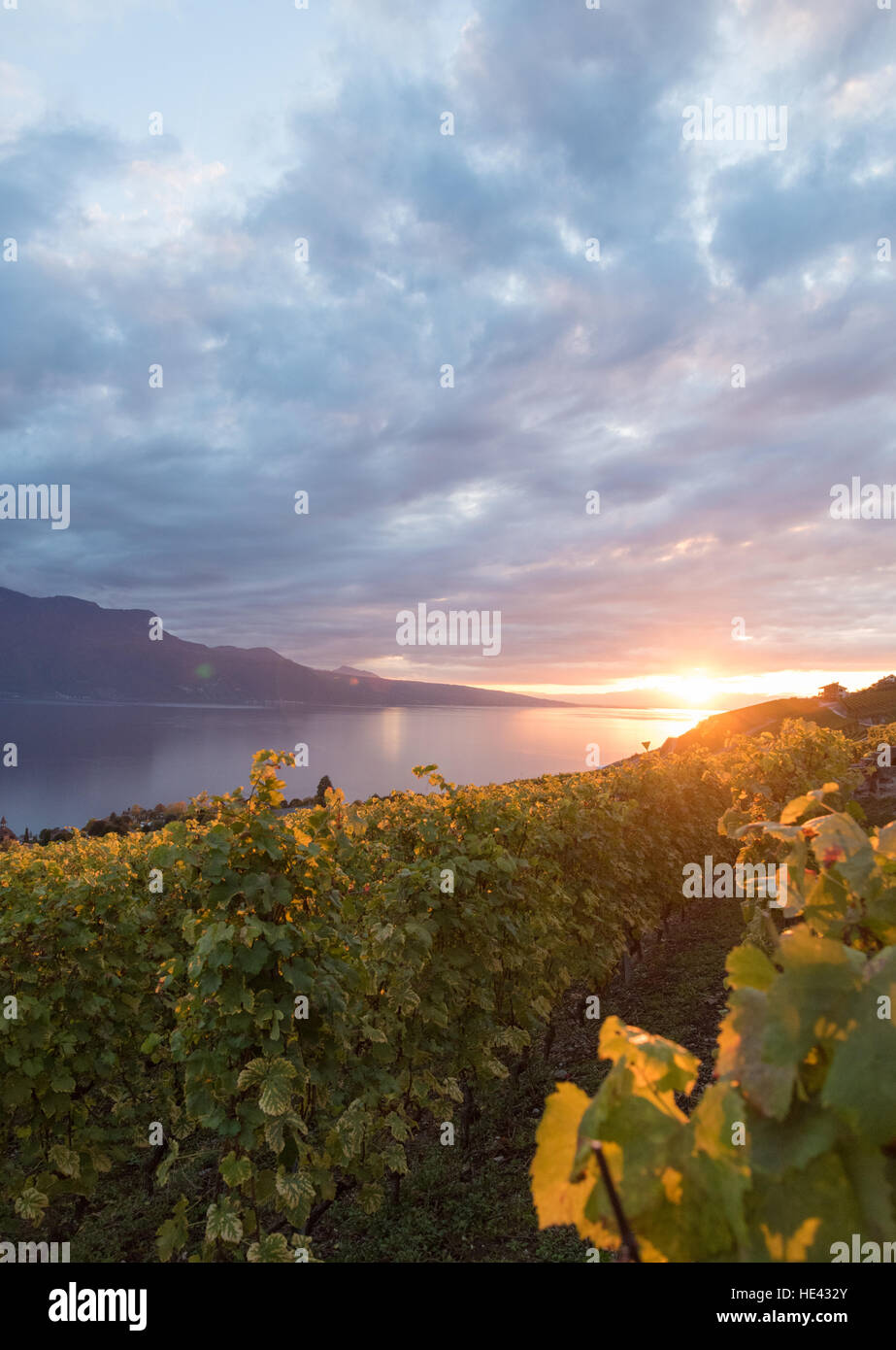Lavaux unesco -Fotos und -Bildmaterial in hoher Auflösung – Alamy