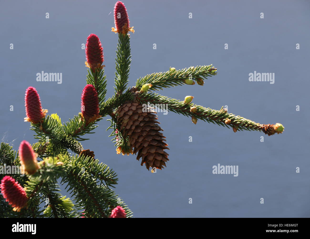 Neue tannenzapfen entstehen -Fotos und -Bildmaterial in hoher Auflösung ...