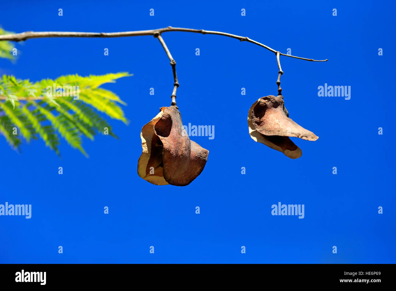 Samen zu baum -Fotos und -Bildmaterial in hoher Auflösung – Alamy