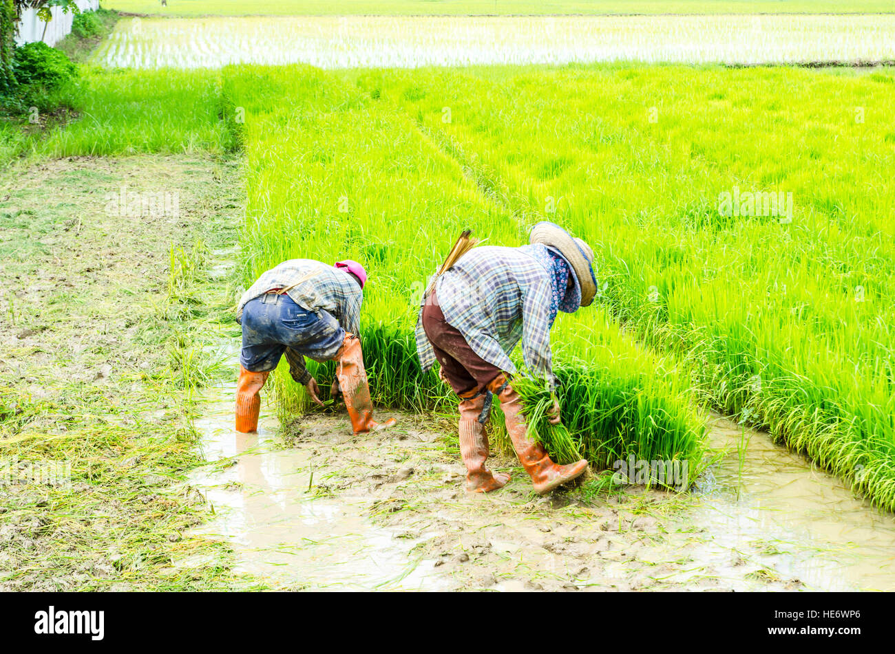 Rice farmers -Fotos und -Bildmaterial in hoher Auflösung – Alamy