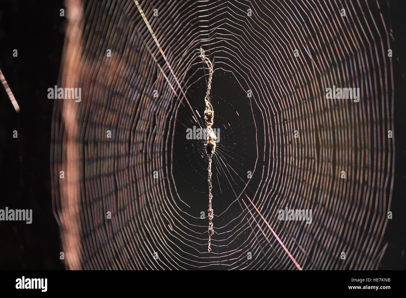 Spinne cob -Fotos und -Bildmaterial in hoher Auflösung – Alamy