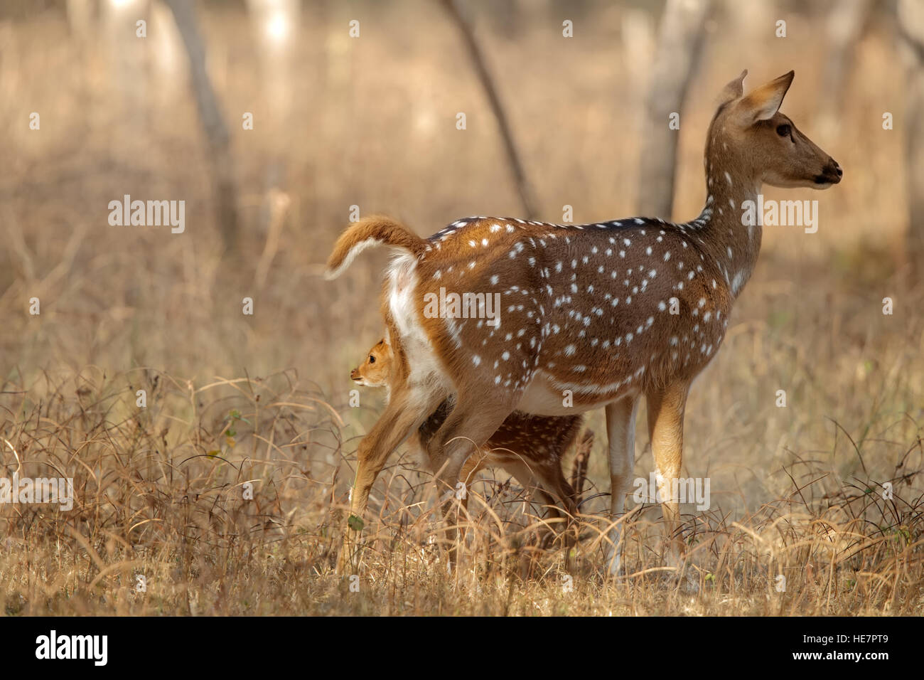 Mütterliche Liebe, Rehe und niedlichen Rehkitz, Juvenile entdeckt ...