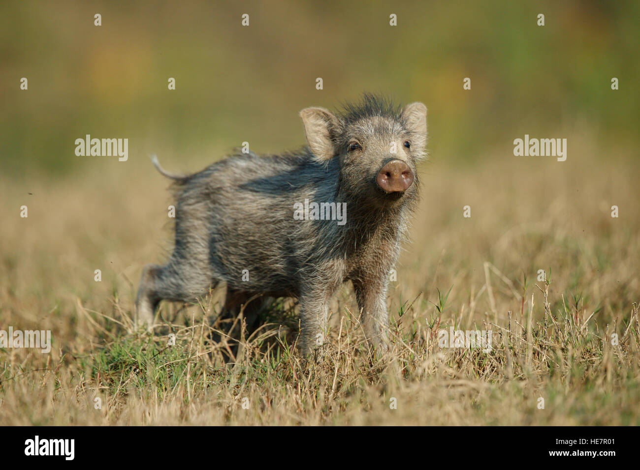 Wildschwein ferkel aussehen -Fotos und -Bildmaterial in hoher Auflösung ...