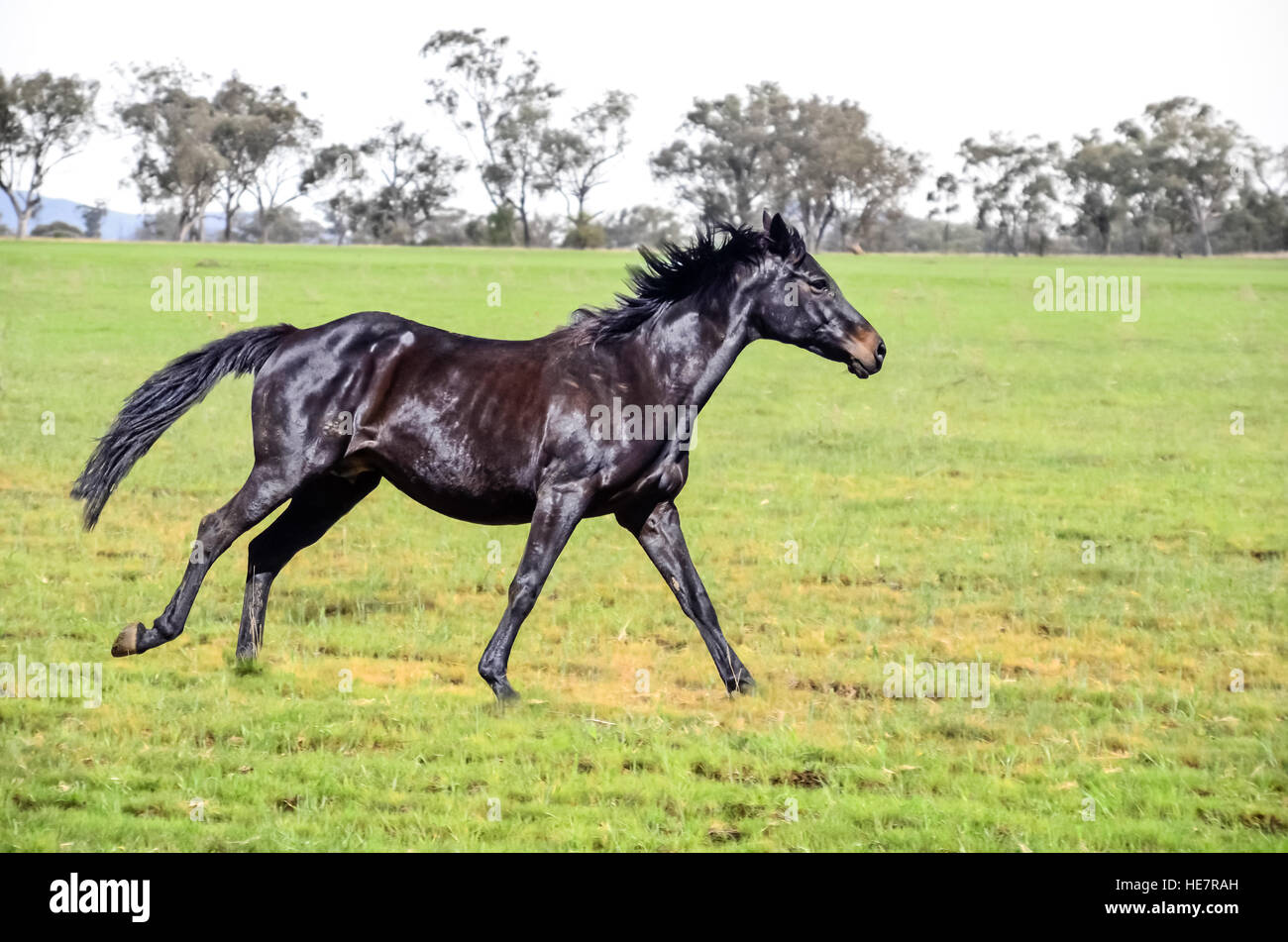 Schwarzes pferd -Fotos und -Bildmaterial in hoher Auflösung – Alamy