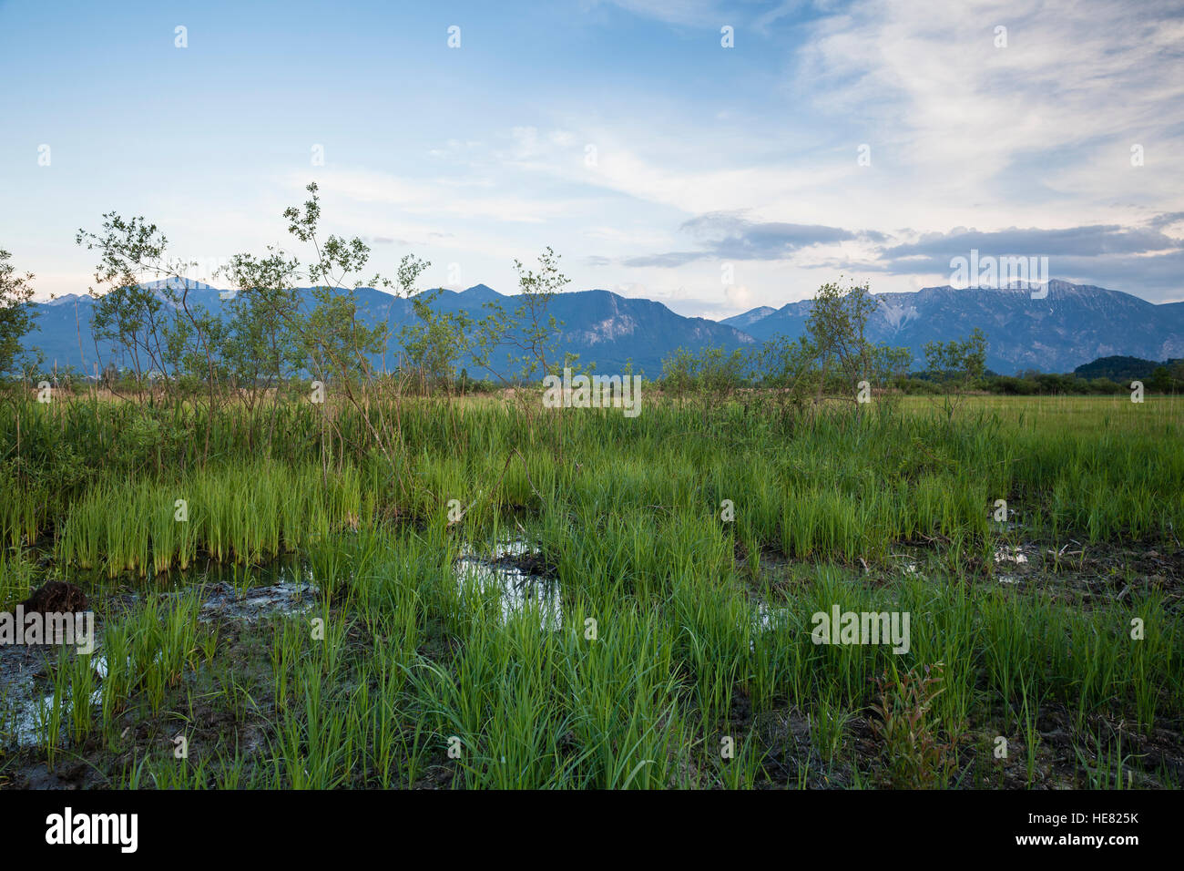 Ansicht des Murnauer Moos Marschland. Murnau Profil Staffelsee ...