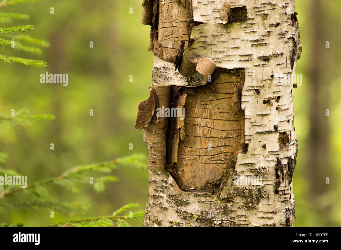 4-Jahreszeiten-Sommer, Hintergrund, Rinde, Birke, Birke, Zweig, braun ...