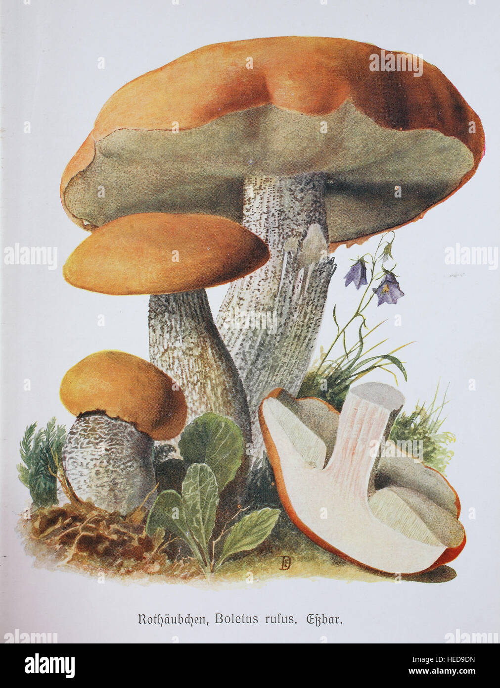 Espen rotkappe -Fotos und -Bildmaterial in hoher Auflösung – Alamy