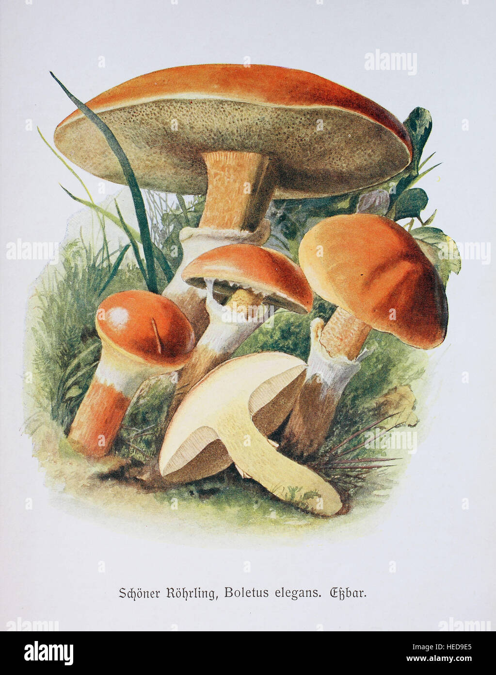 Schoener Roehrling, Boletus Elegans, Gold-Roehrling Oder Goldgelbe ...