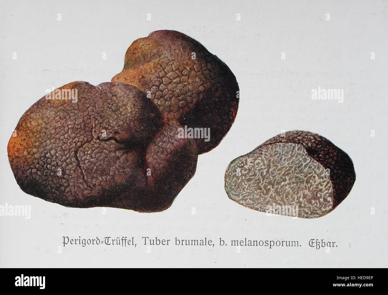 Tuber Brumale Stockfotos und -bilder Kaufen - Alamy