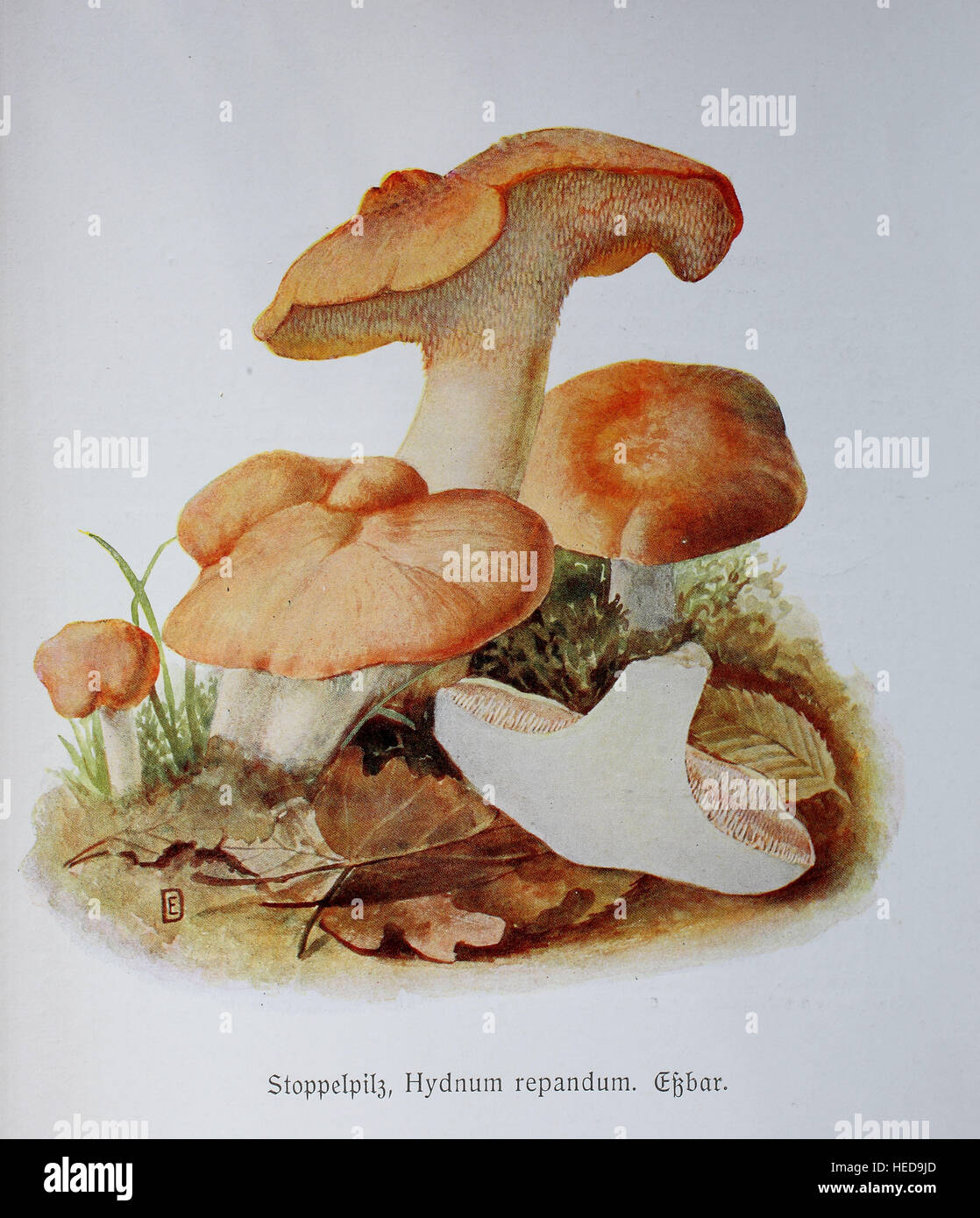 Stoppelpilz, Hydnum Repandum, Digitale Reproduktion Einer Illustration ...