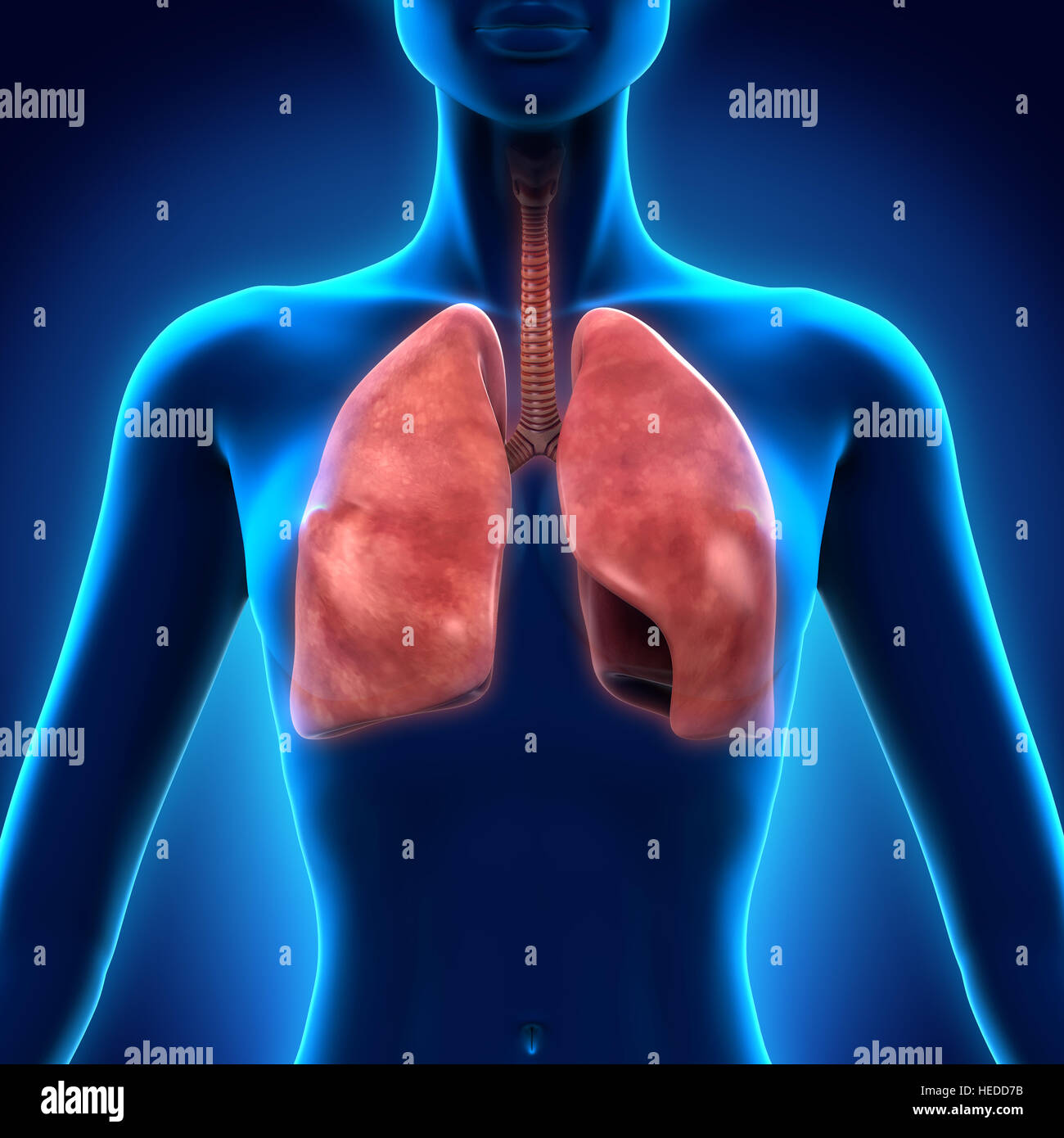 Frau atemwege illustration -Fotos und -Bildmaterial in hoher Auflösung ...