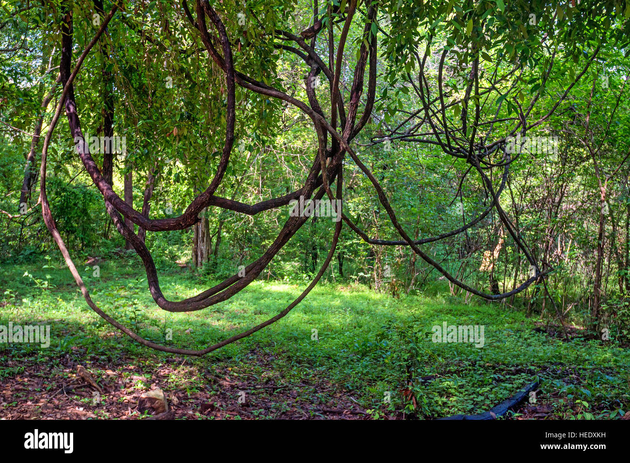 Lianen im Dschungel Stockfoto, Bild: 129384069 - Alamy