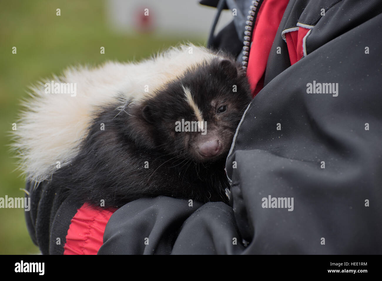 Fakten zum stinktier -Fotos und -Bildmaterial in hoher Auflösung – Alamy