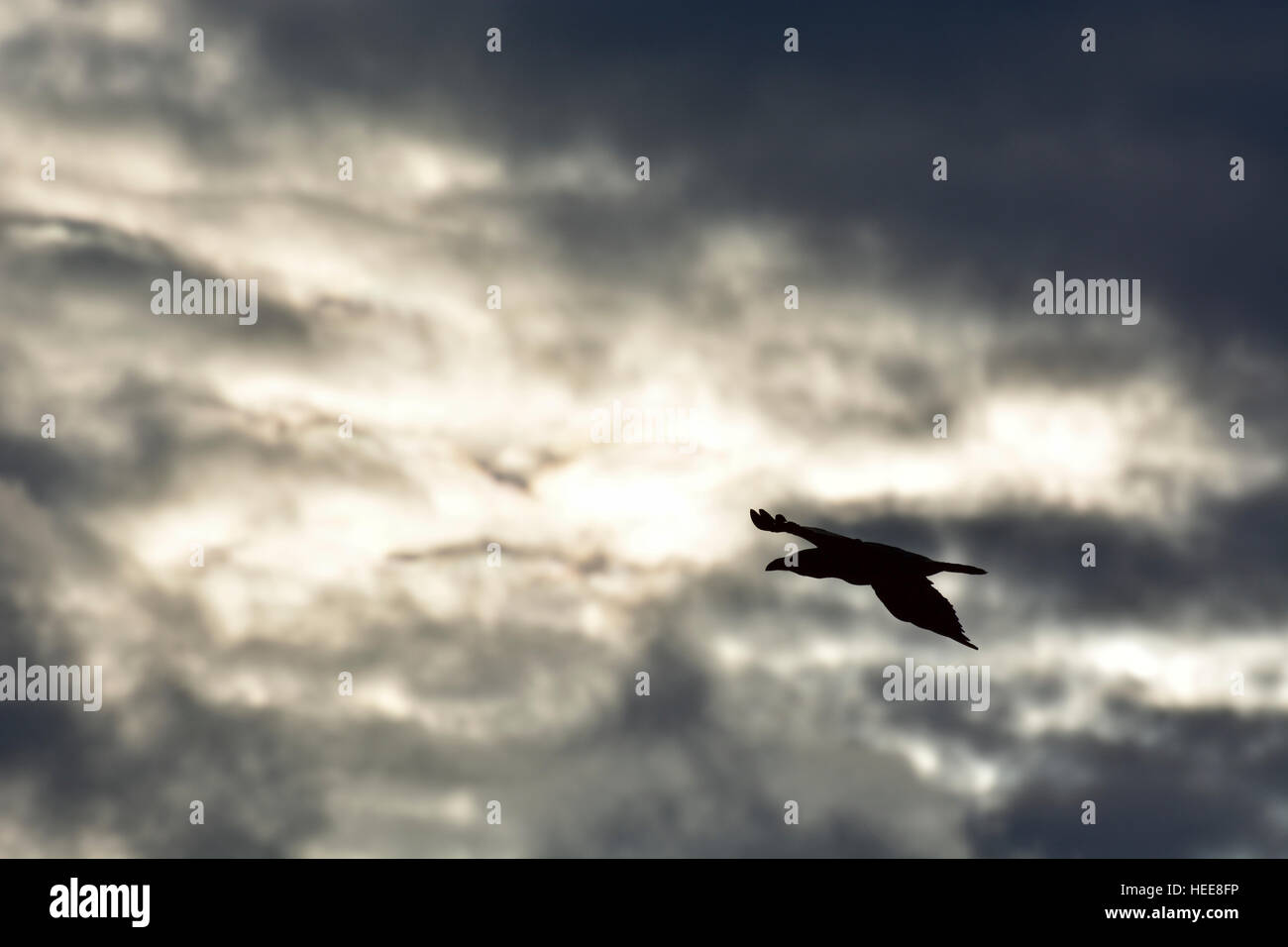Kralle rabe -Fotos und -Bildmaterial in hoher Auflösung – Alamy