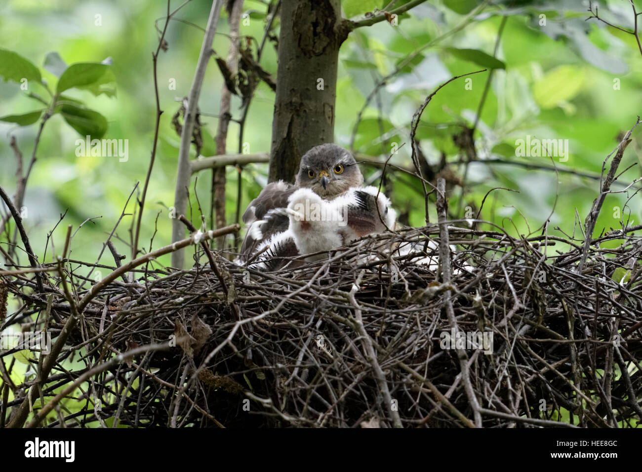Nester tief am boden -Fotos und -Bildmaterial in hoher Auflösung – Alamy