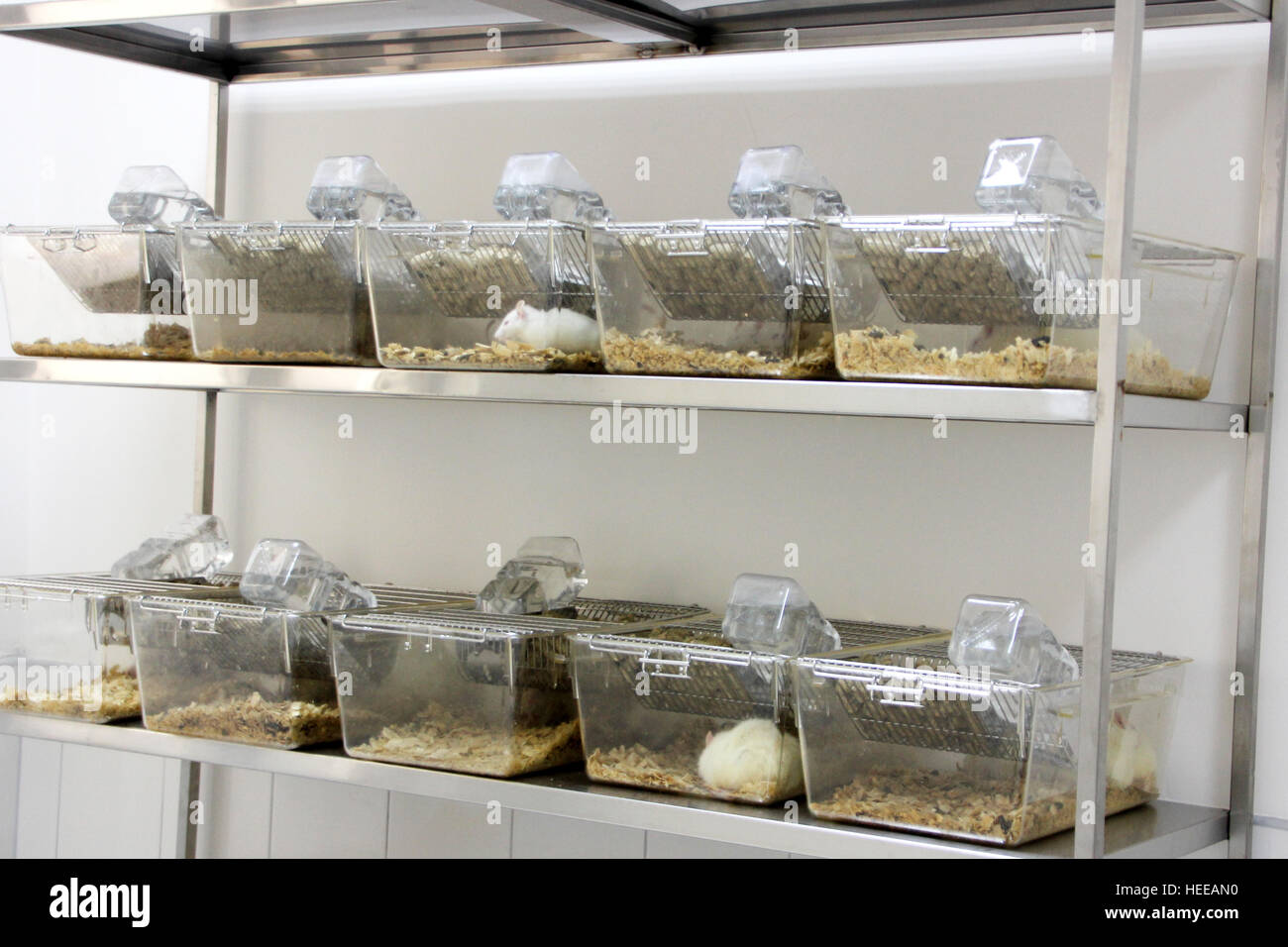 Albino ratte -Fotos und -Bildmaterial in hoher Auflösung – Alamy