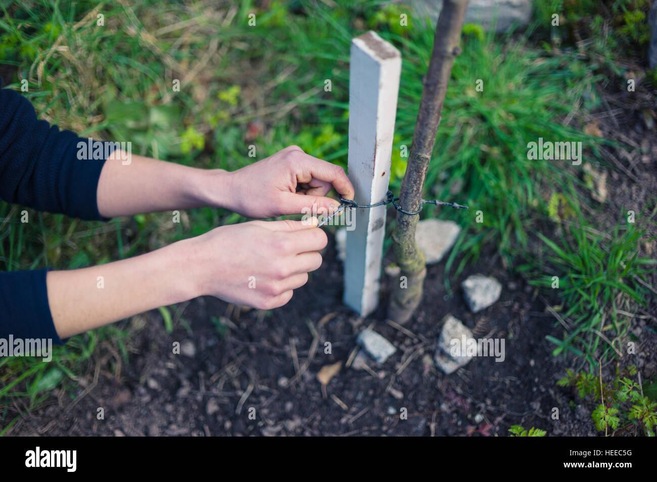 Eine junge Frau wird in ihrem Garten und ist einen Baum an einen Pfahl ...