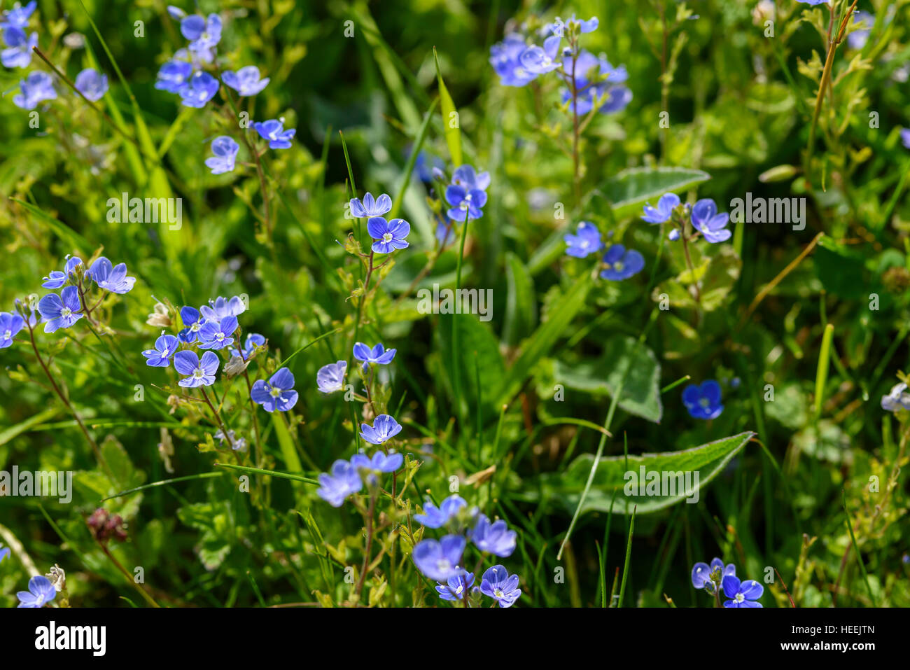Germander speedwell veronica chamaedrys -Fotos und -Bildmaterial in ...