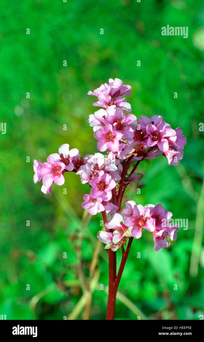 Rosafarbene wilde blumen -Fotos und -Bildmaterial in hoher Auflösung ...