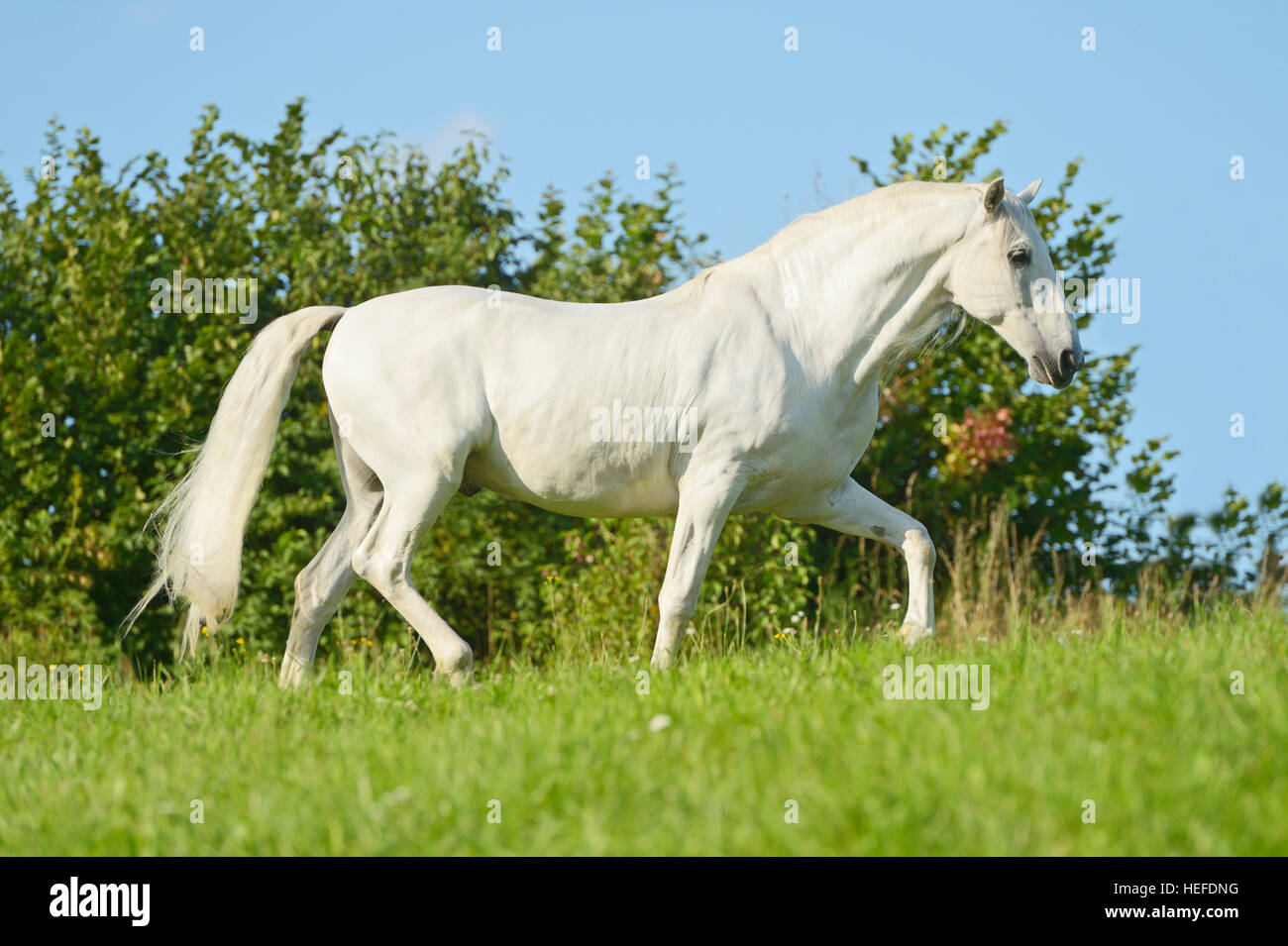 Andalusier im Feld Stockfotografie - Alamy