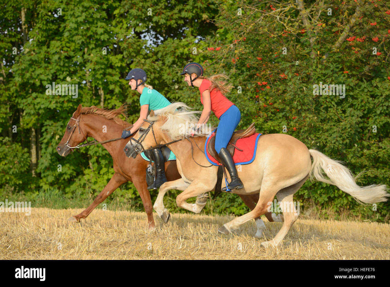 Arabisches pferd mit dem reitergaloppieren -Fotos und -Bildmaterial in ...