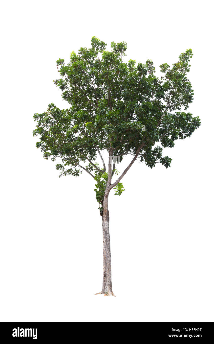 Closeup Grossbaum isoliert auf weißem Hintergrund Stockfotografie - Alamy