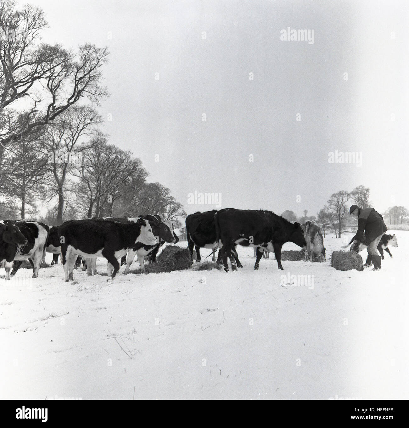1960er-Jahren, historische, füttern Winter mit Schnee auf dem Boden ...