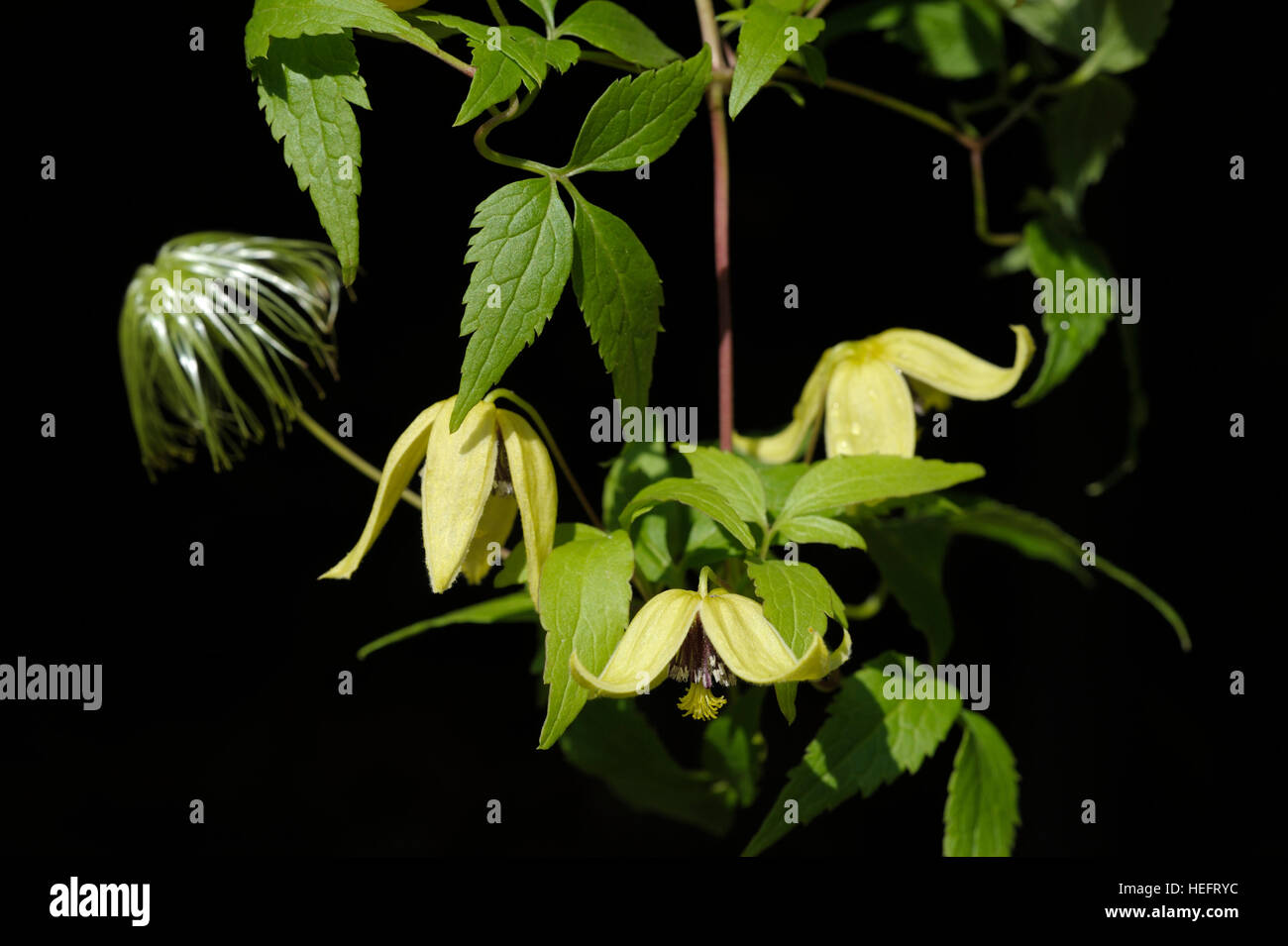 Clematis orientalis -Fotos und -Bildmaterial in hoher Auflösung – Alamy