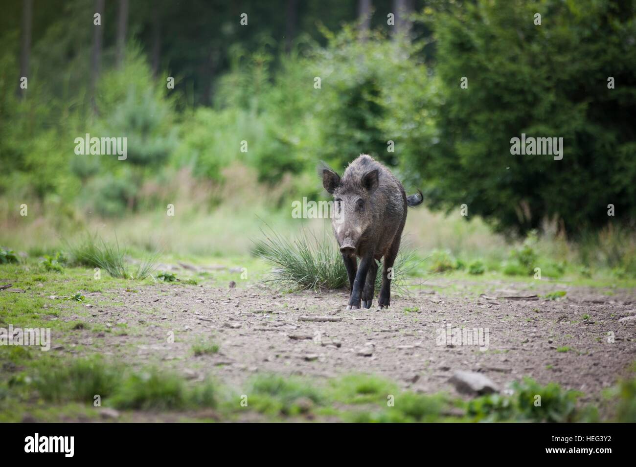 Eine wilde Sau im Holz, frontal Stockfotografie - Alamy