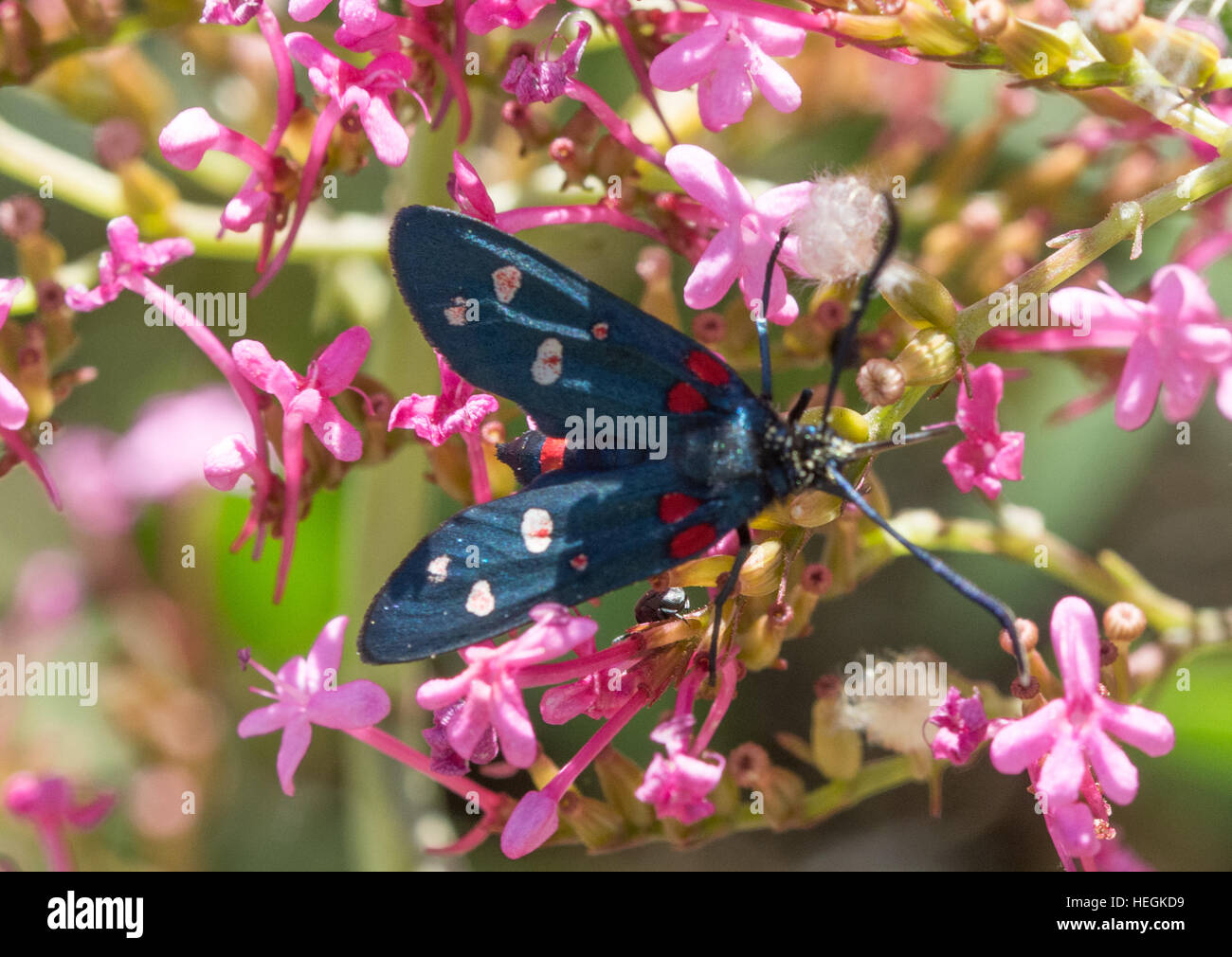 Species of greece -Fotos und -Bildmaterial in hoher Auflösung – Alamy