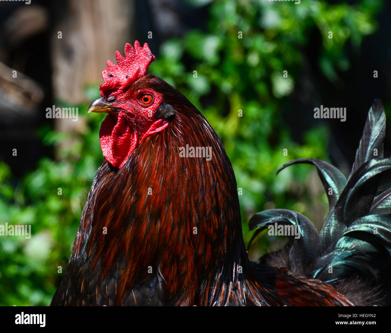 Tiere Auf Dem Bauernhof Stockfotos und -bilder Kaufen - Alamy