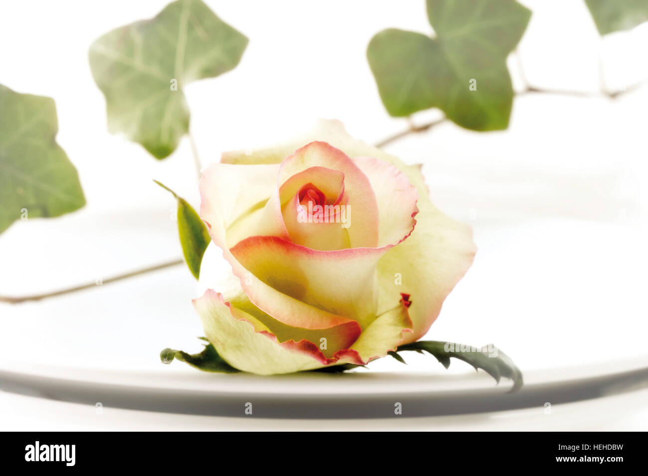 Efeu Ranke Stockfotos und -bilder Kaufen - Alamy