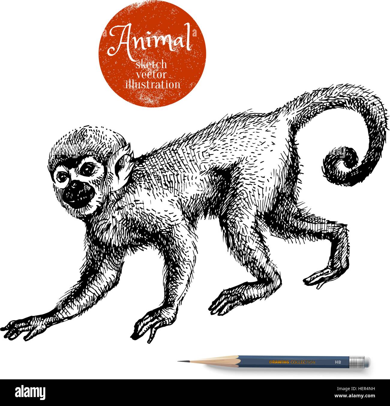 Bleistiftzeichnungen Von Affen