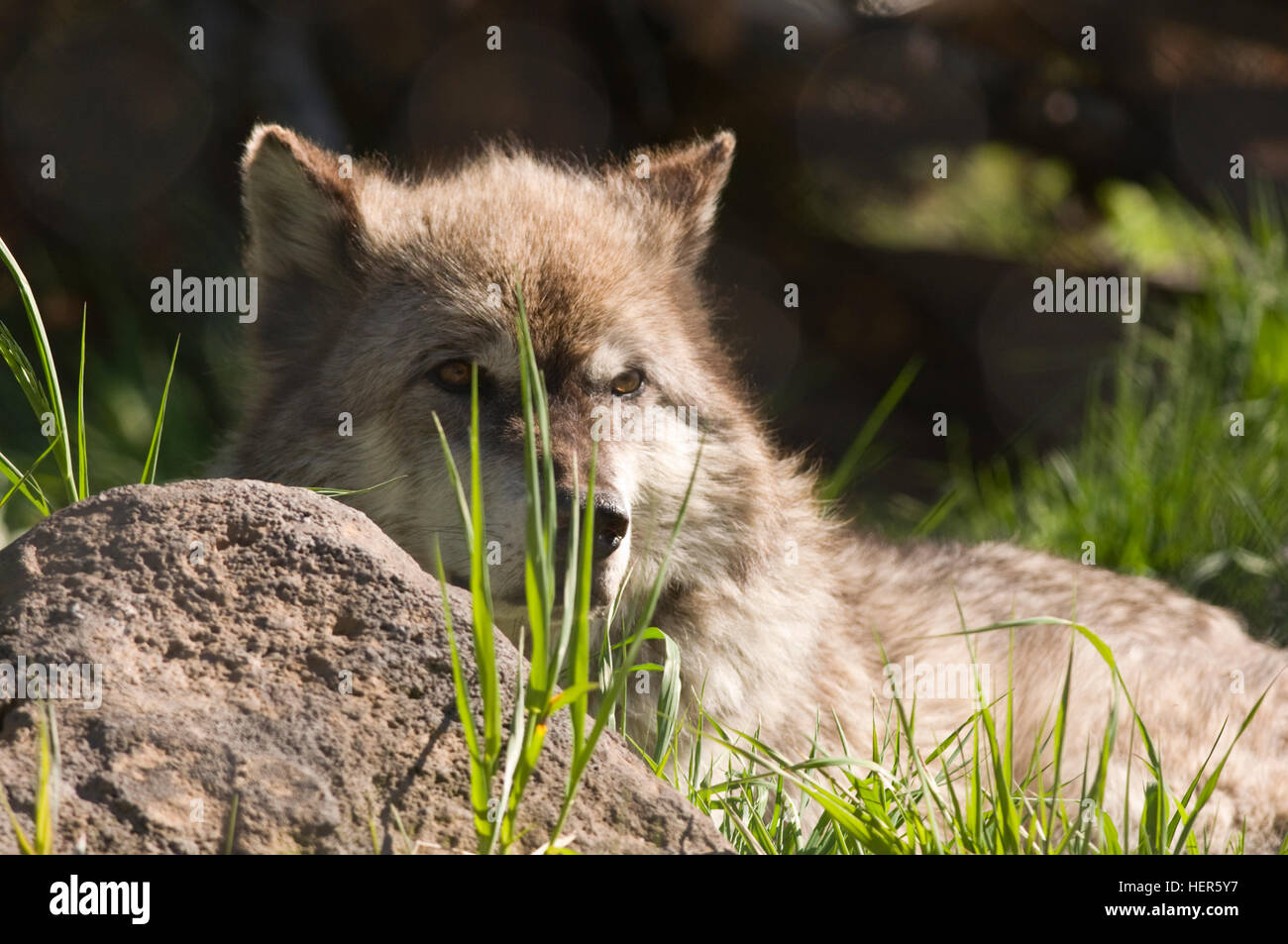 Grizzly wolf entdeckungszentrum -Fotos und -Bildmaterial in hoher ...