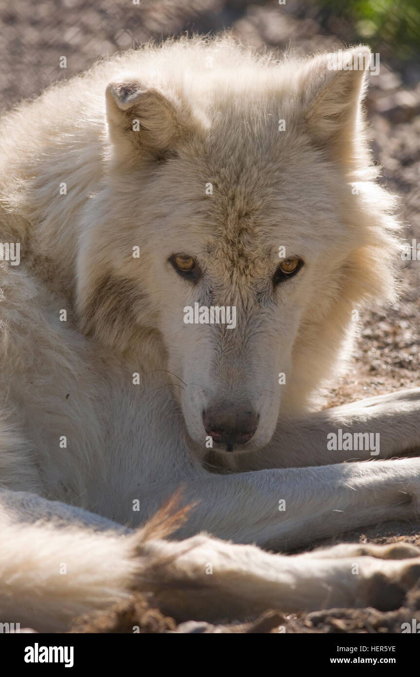 Grizzly wolf entdeckungszentrum -Fotos und -Bildmaterial in hoher ...