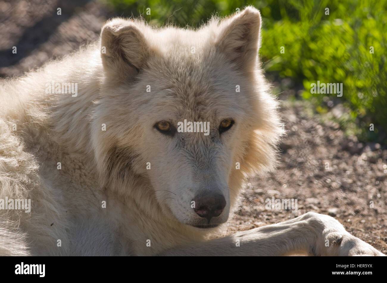 Grizzly wolf entdeckungszentrum -Fotos und -Bildmaterial in hoher ...